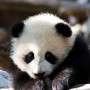 40 Baby Panda Photos