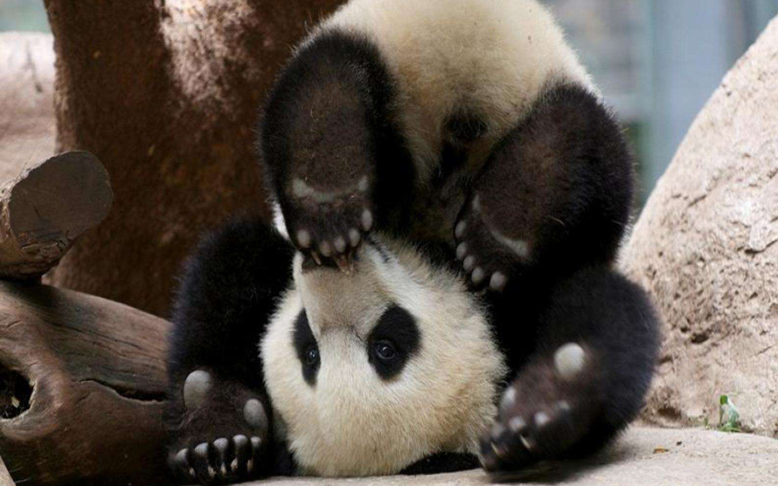 40 Baby Panda Photos Freakify
