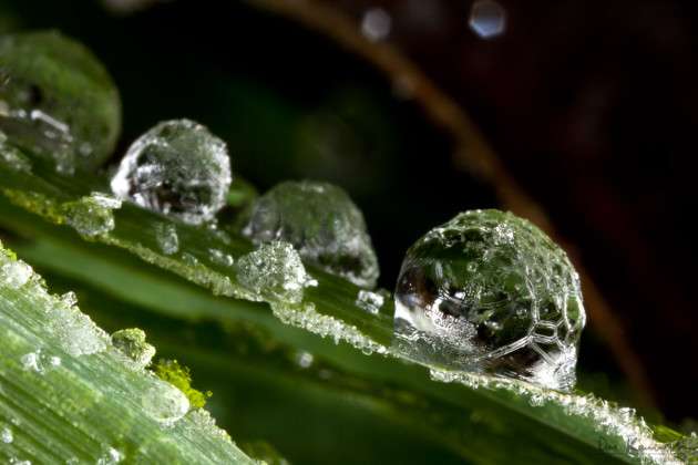 30 Amazing Dew Drop Wallpapers