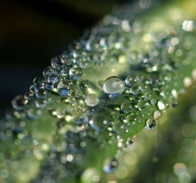30 Amazing Dew Drop Wallpapers