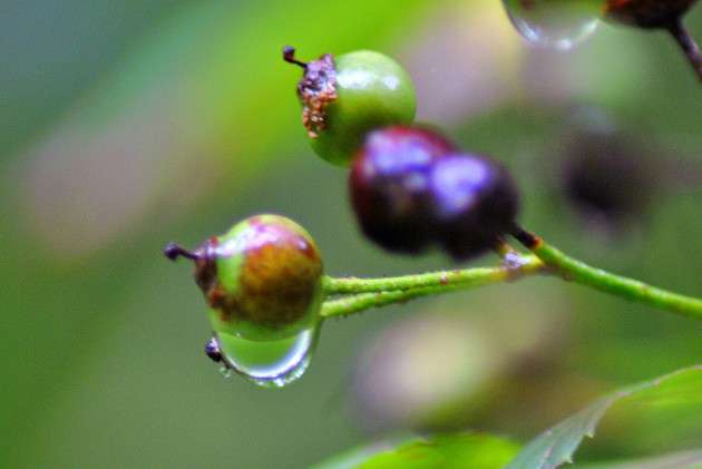30 Amazing Dew Drop Wallpapers
