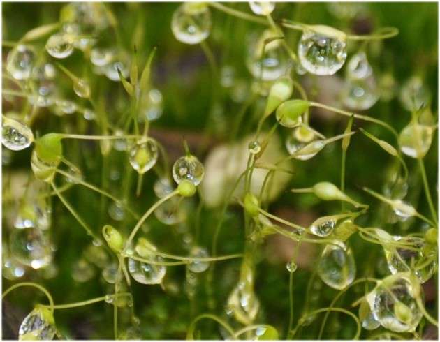 30 Amazing Dew Drop Wallpapers