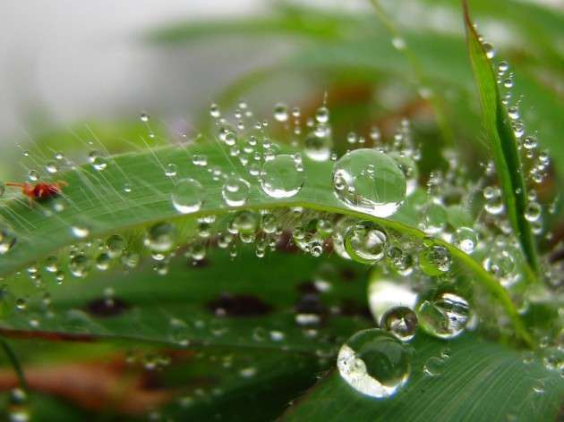 30 Amazing Dew Drop Wallpapers