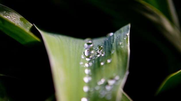 30 Amazing Dew Drop Wallpapers