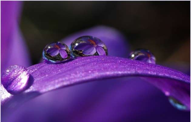 30 Amazing Dew Drop Wallpapers