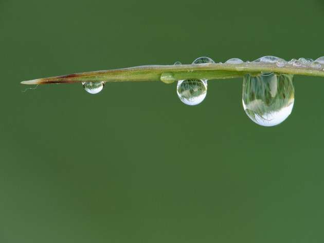 30 Amazing Dew Drop Wallpapers
