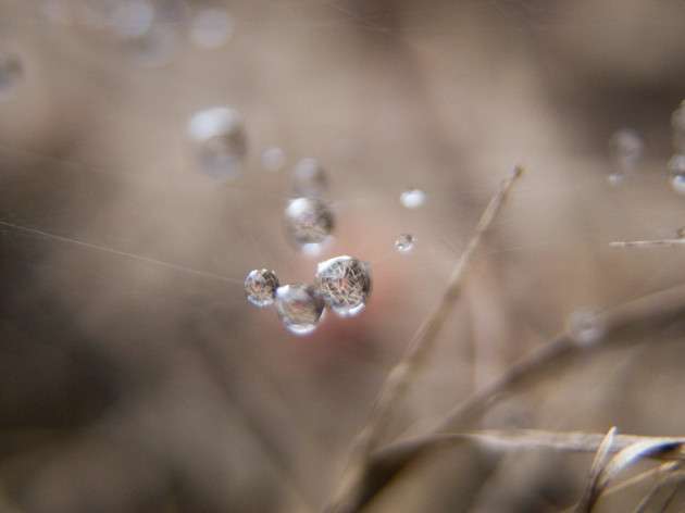 30 Amazing Dew Drop Wallpapers