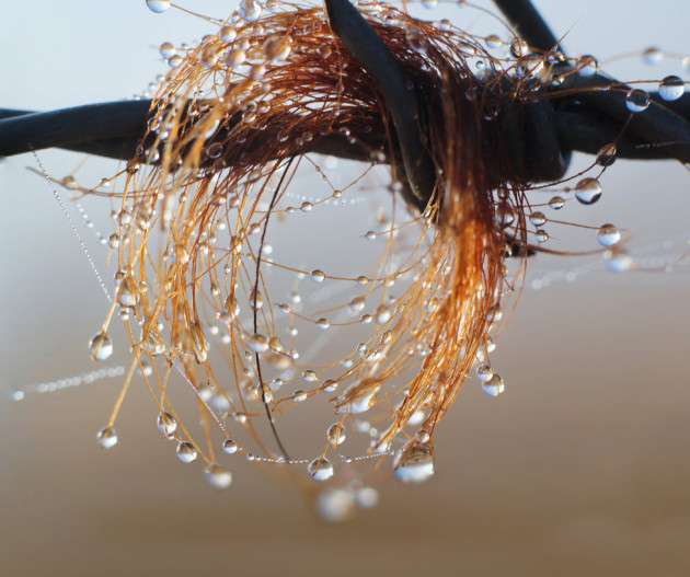 30 Amazing Dew Drop Wallpapers