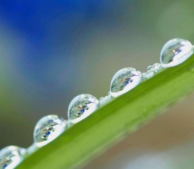 30 Amazing Dew Drop Wallpapers