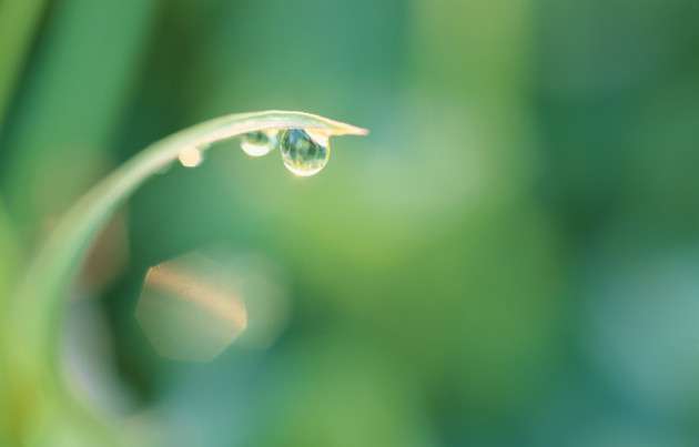 30 Amazing Dew Drop Wallpapers