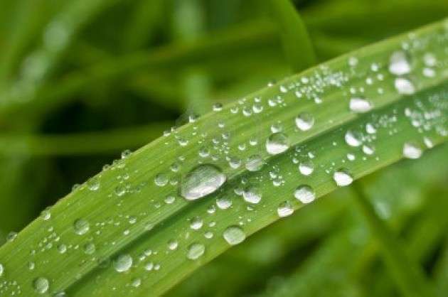 30 Amazing Dew Drop Wallpapers