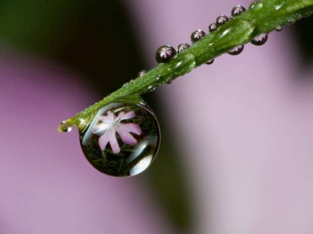 30 Amazing Dew Drop Wallpapers
