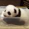 40 Baby Panda Photos